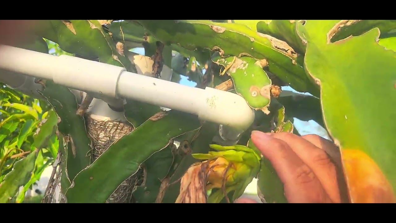 Dragon fruit pollination update 5/12 - YouTube