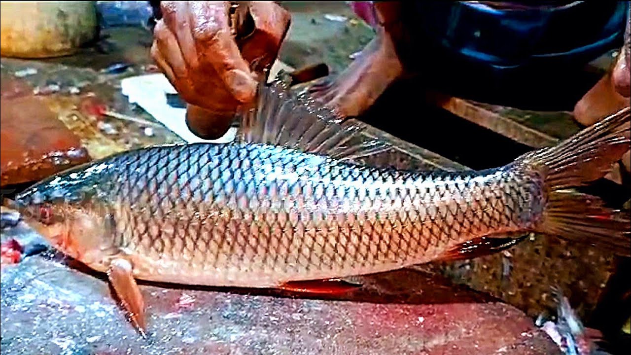 Viral Live Big Rohu Fish | Rohu Fish Cutting Skills | Giant Rohu Fish ...