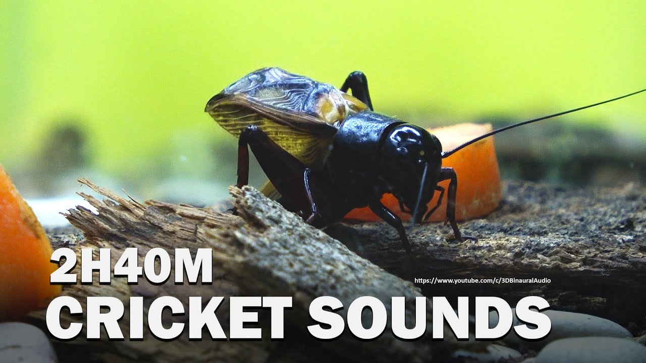 Cricket Sound Effect 2 Hour - Real Live Recording - Yellow Background ...