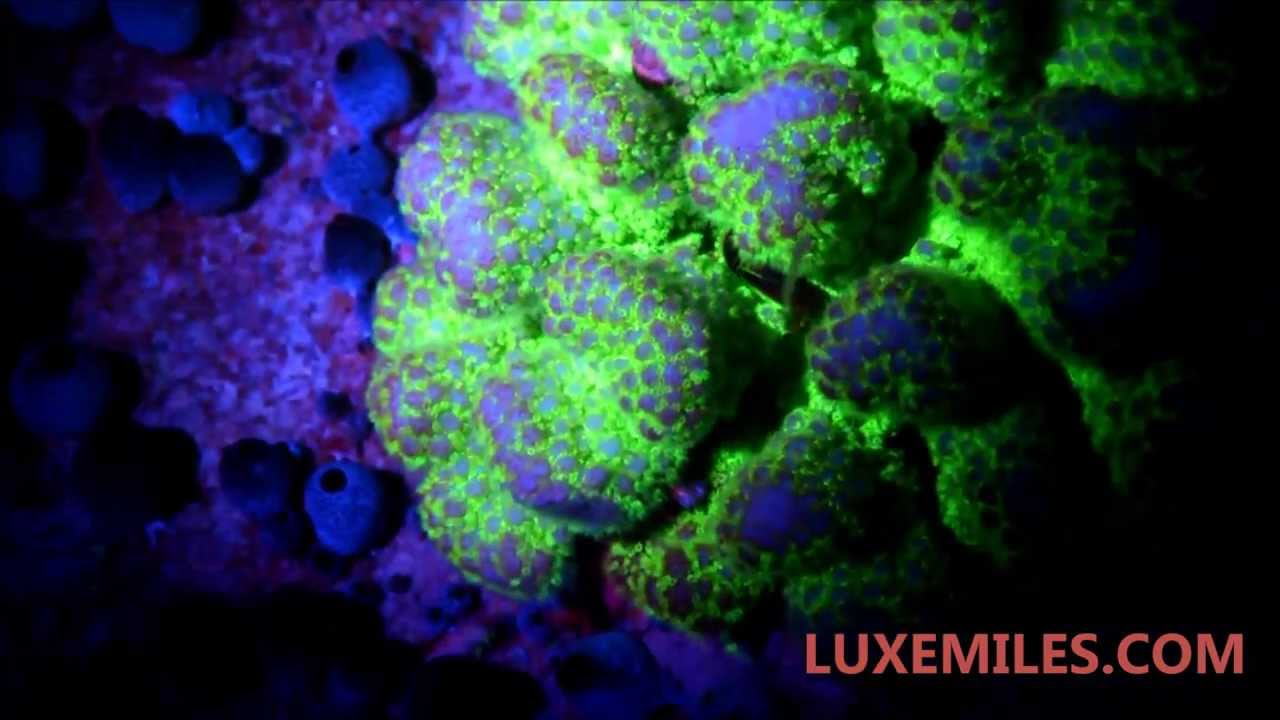 fluo diving @conrad maldives 2013 by luxemiles.com - YouTube