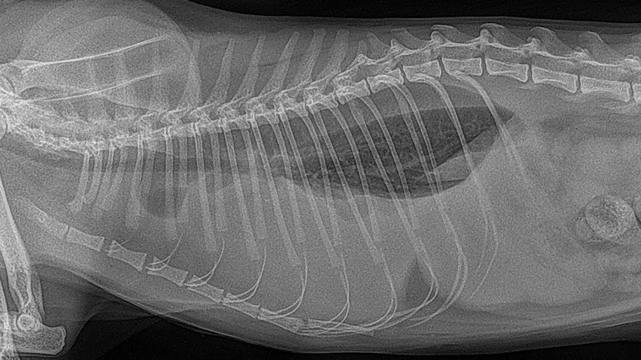 Pyothorax sur un chat - Pose d'un drain thoracique - YouTube