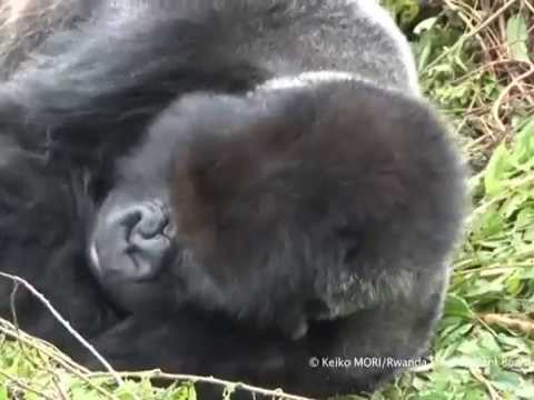 Mountain gorilla Cantsbee - YouTube