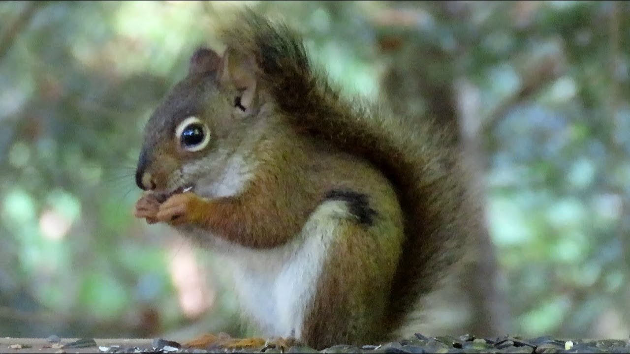 Red Squirrel Kitten in 4K UHD - YouTube