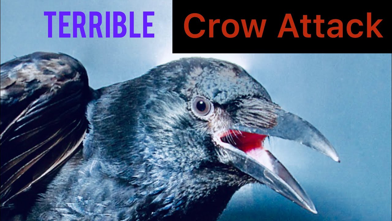 Crow Attack ...Very Shocking to See Large Numbers of Crow at a Place ...