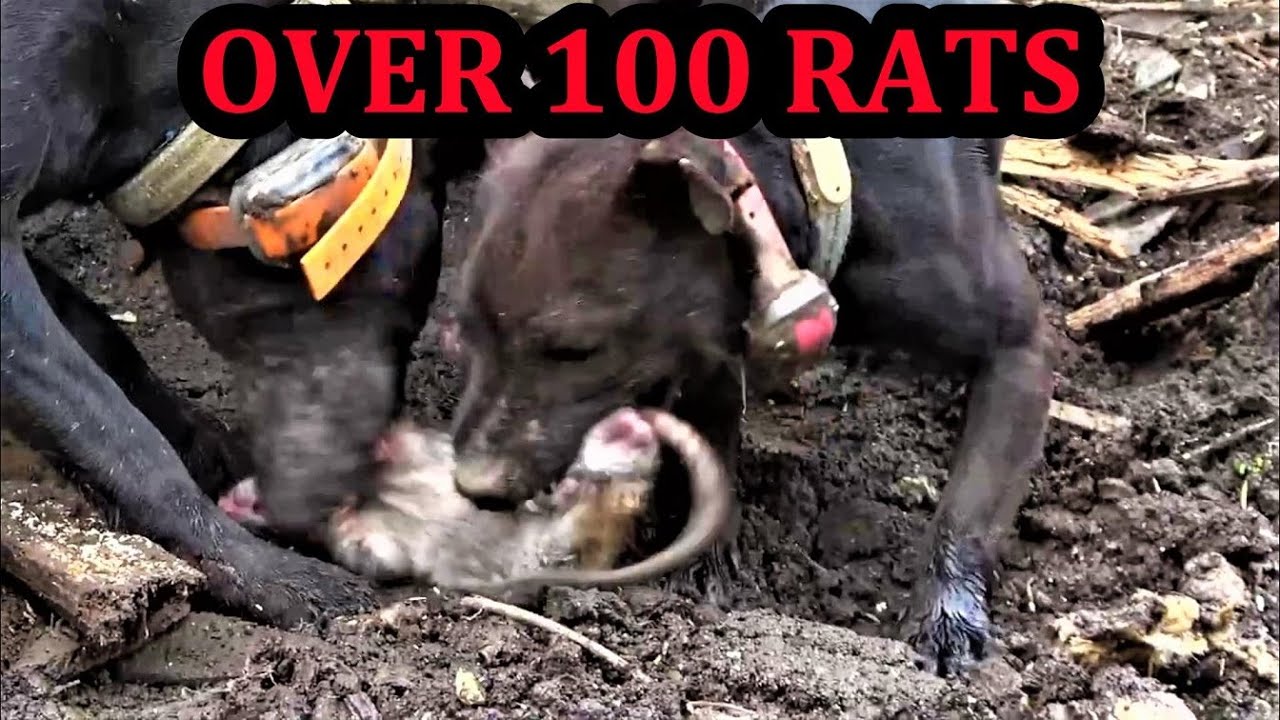 OVER 100 Rats in ONE Pile of Junk!!! - YouTube