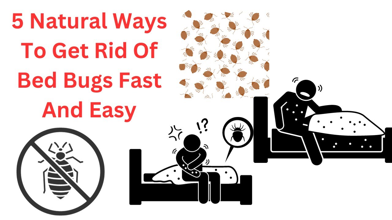 "5 Natural Remedies to Get Rid of Bed Bugs Fast and Easy" - YouTube
