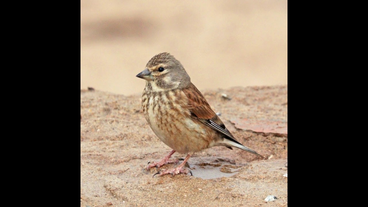 Linnet song - YouTube