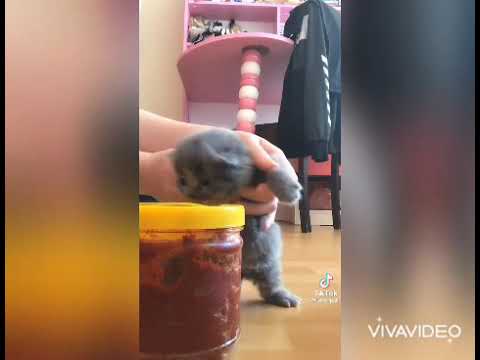 Yemekte Yaparım Salcayla Göbekte Atarım Kalcayla Kediler