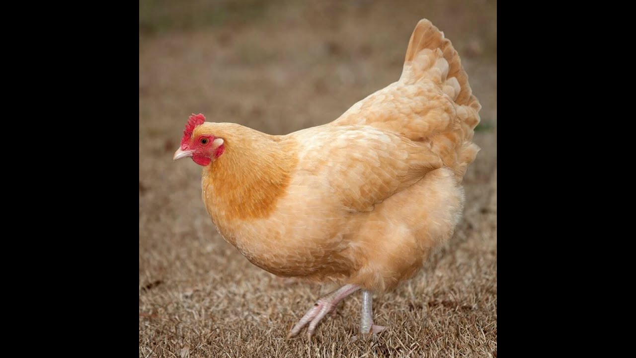 Stalking the Elusive Chicken - YouTube