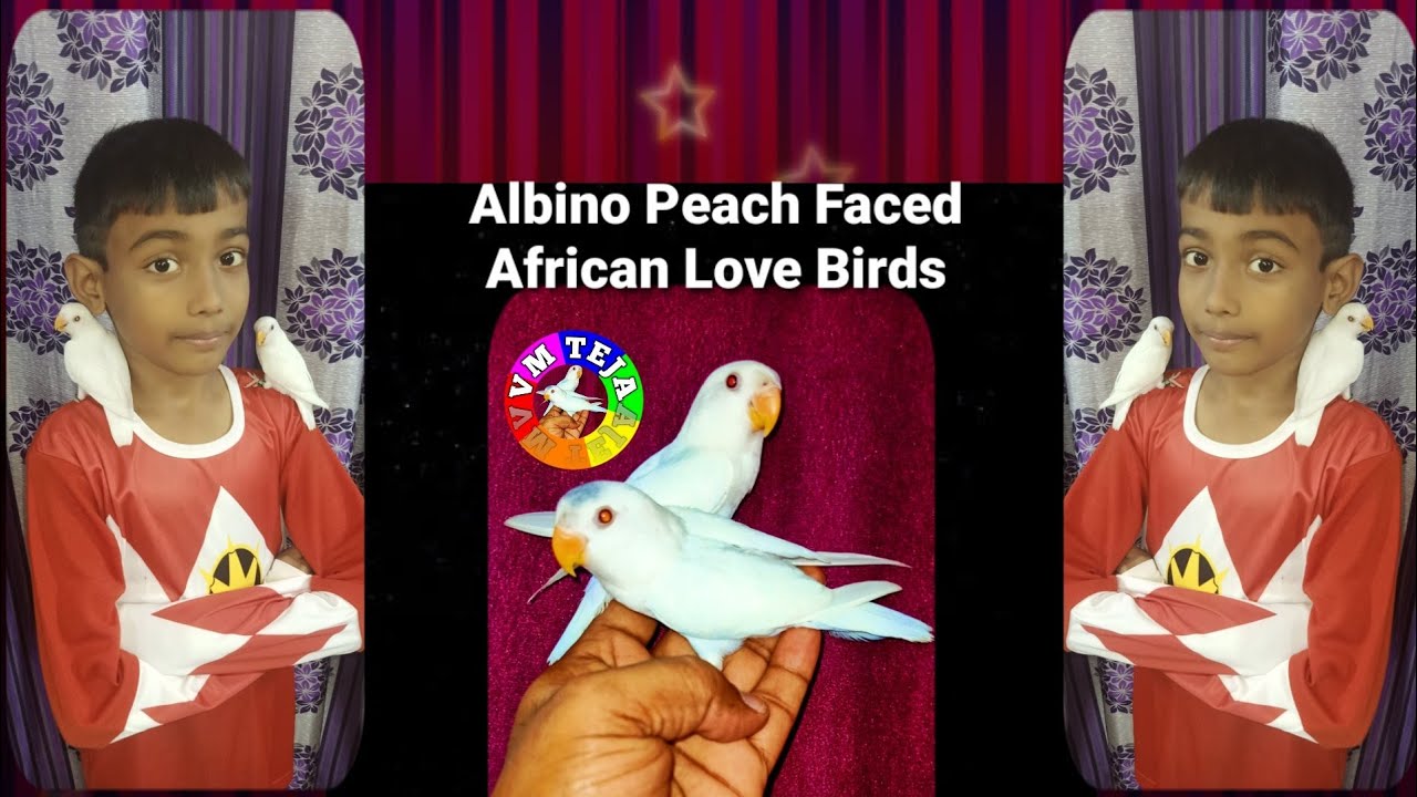 Albino Peach Faced African Love Birds - YouTube