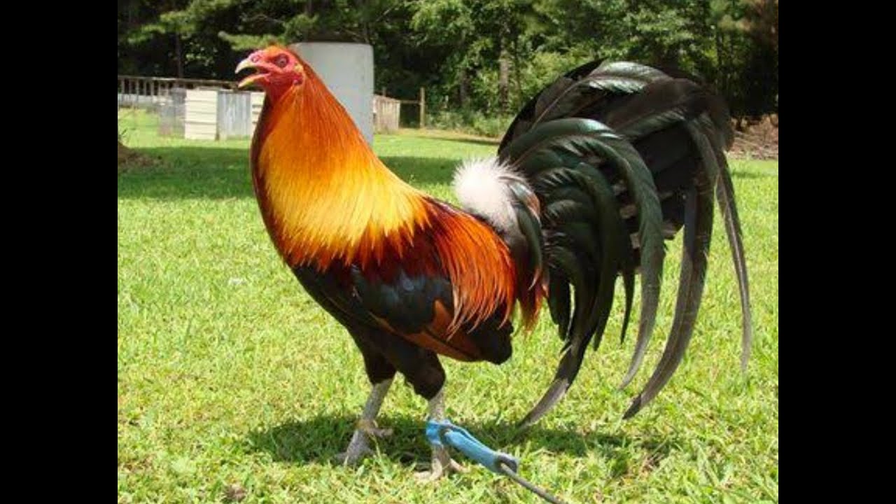 ONLINE SABONG - PINAKAMAGAGALING NA MANOK PANABONG and their FIGHTING ...