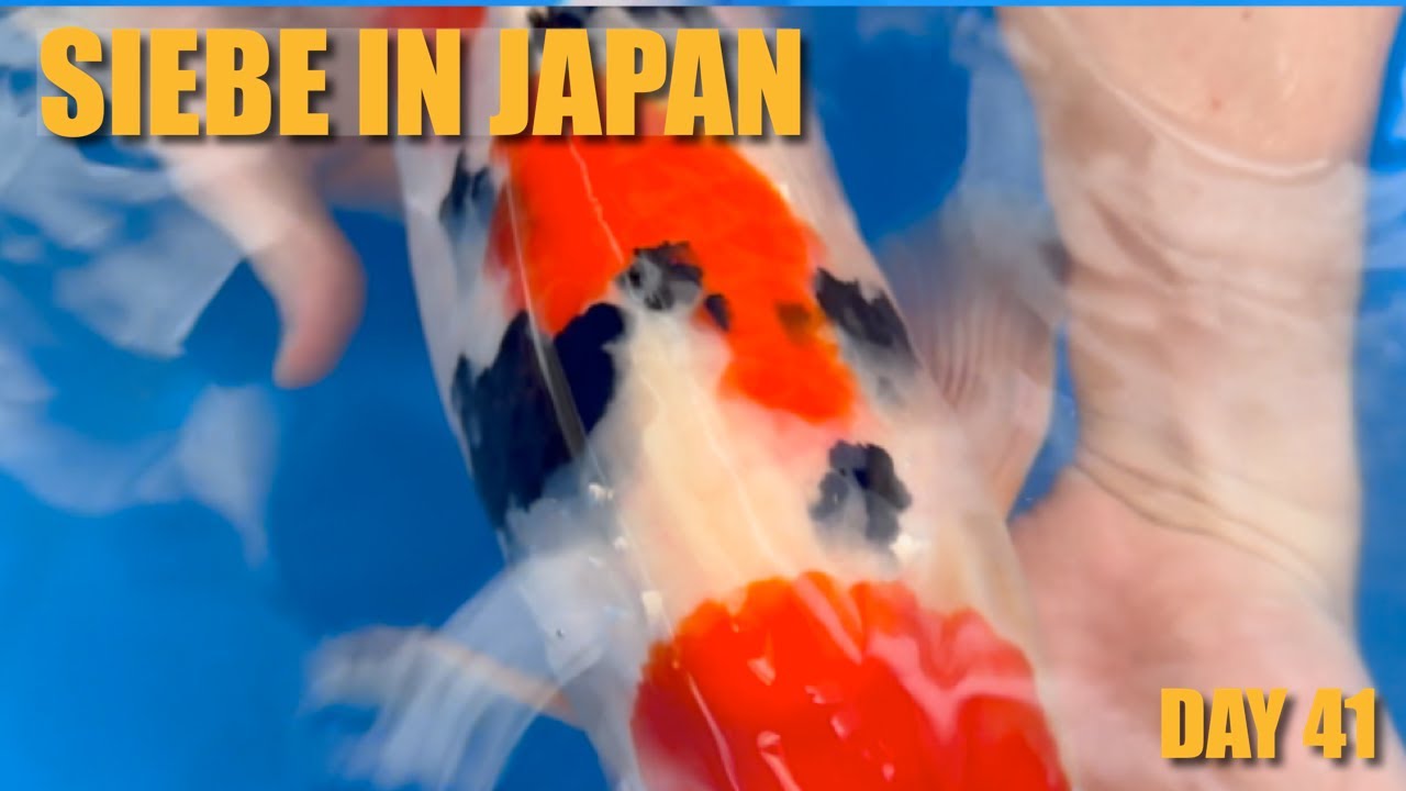 NIEUWE SELECTIE bij SAKAI CO - Taniguchi - Oishi | Siebe In Japan Day ...