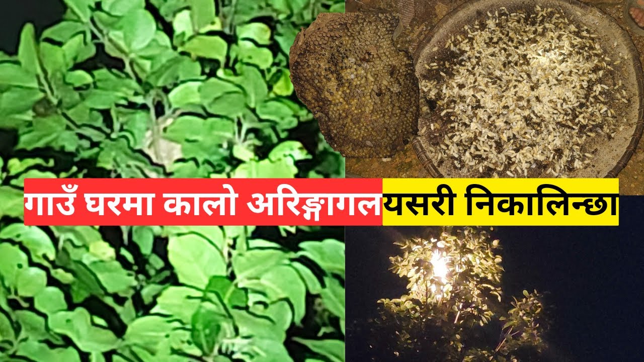 गाउँ घरमा कालो अरिङ्गाल यसरी निकलिन्छ hornet\aringal hunters in nepal ...