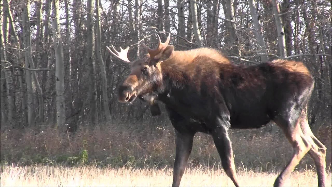 moose call - YouTube
