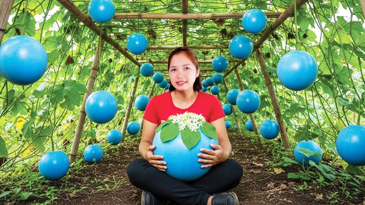 Harvesting 1000+ GIANT Purple Gourds – Rare Exotic Hanging Gourd ...