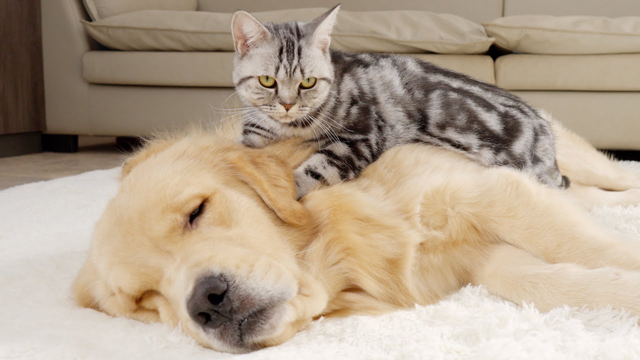 This is what happens to cats raised by dogs - YouTube