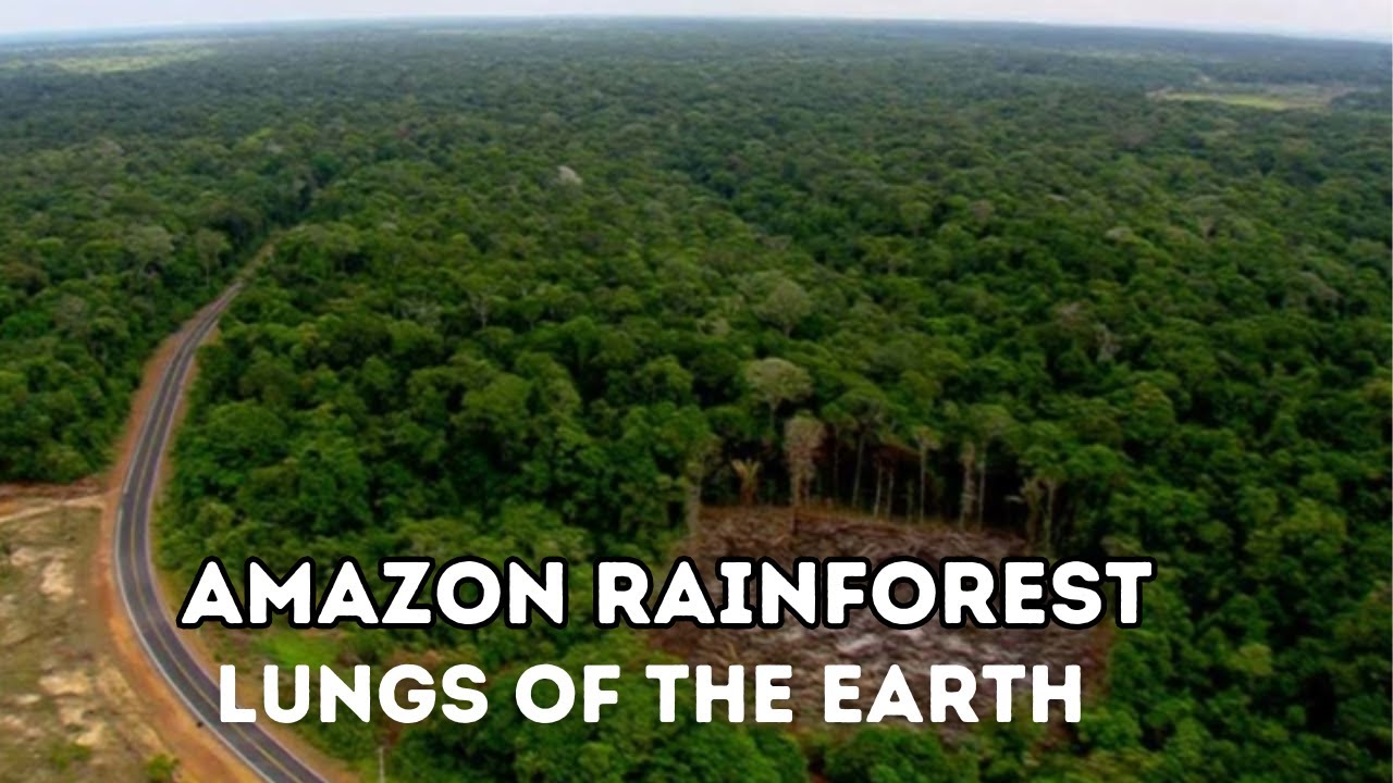 Lungs of the Earth - The Amazon Rainforest Short Documentary 2024 - YouTube