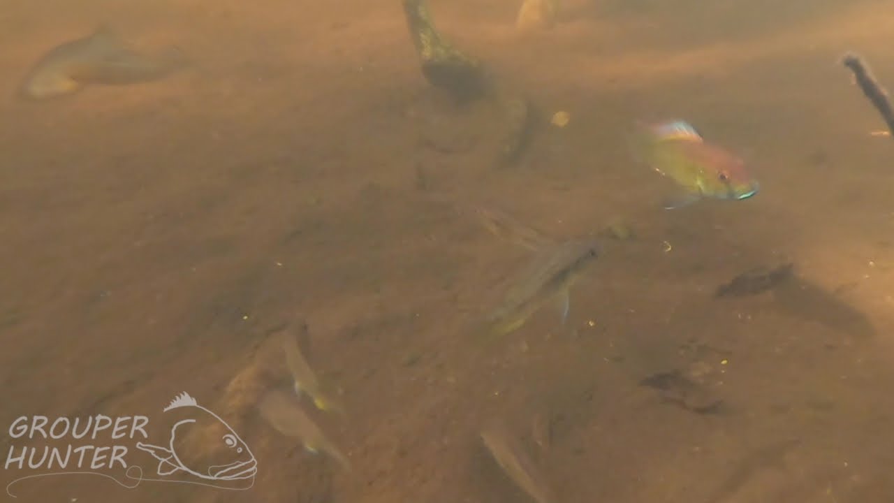 Underwater Video of Eastern Happy Cichlids, Jaguar Guapote, Jack ...