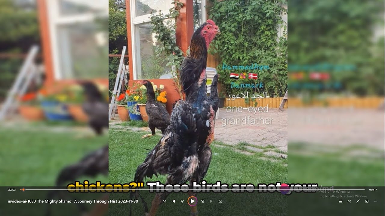 The Mighty Shamo: A Journey Through History - YouTube