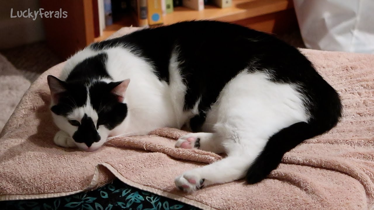 Wheres Splash? Cat Update - YouTube