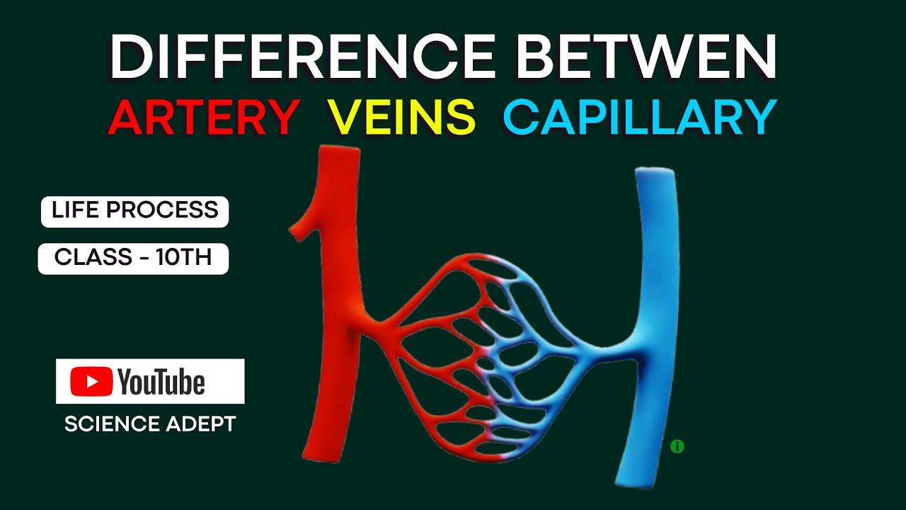 Blood vessels | arteries and veins | life process | Classs10 science ...