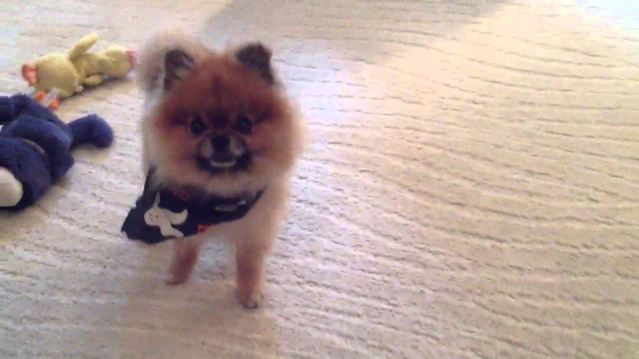 Boo who? It's nori - YouTube