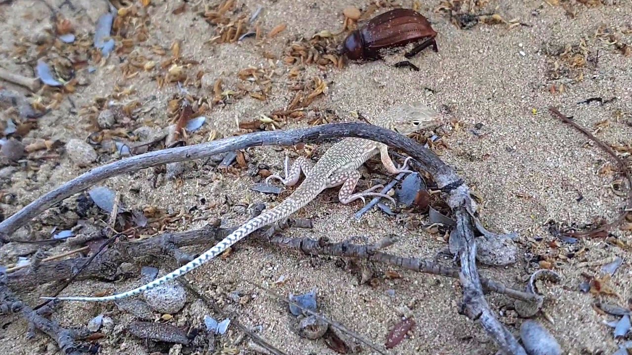 Cute Lizard at Dubai desert - YouTube