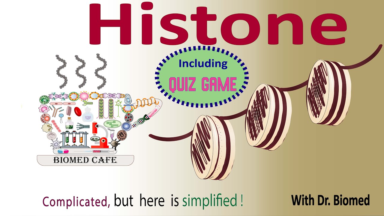 Histone: Structure and Function - YouTube