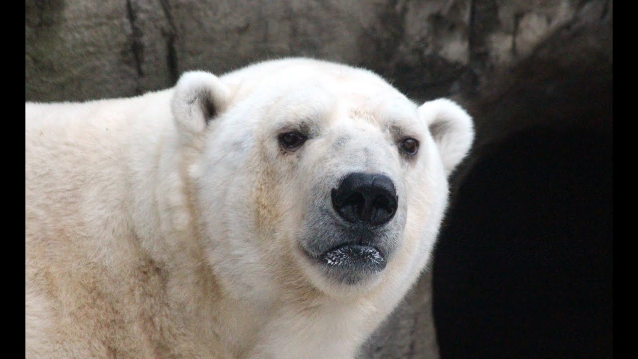 Polar Bears: The Arctic Giants - Discovering the Planet in FULL HD ...