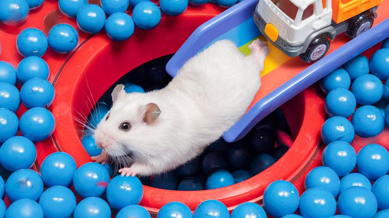 🐹Adorable Hamster Adventures | Hamster Escapes Ball Pit Pool - YouTube
