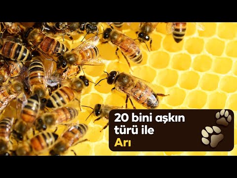 Bal yapan küçük zar kanatlı arkadaşımız “Arı”#arı#doğakaşifi#hayvanlaralemi