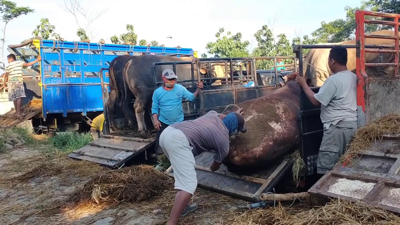 Sapi Tiba" Ambruk, Gigit Ekornya Langsng Bisa Berdiri||Sapi Turun Truk ...
