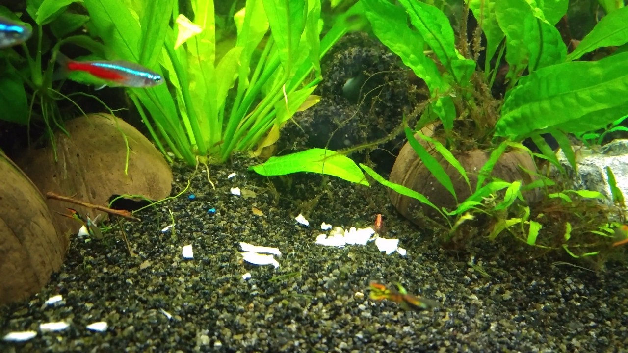 Tank garlic - YouTube