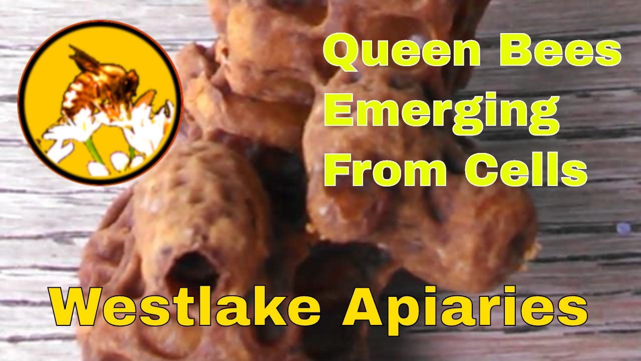 Queen Bees Emerging from Cells - YouTube