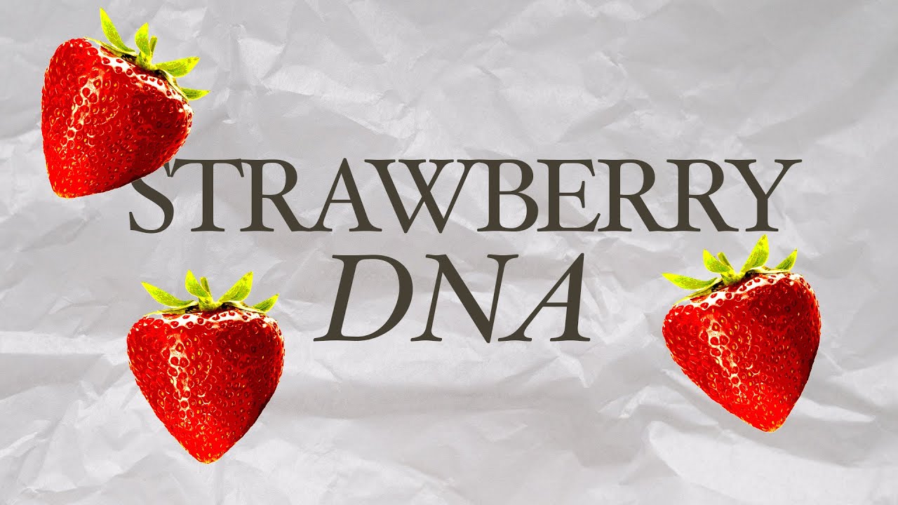 Trying to extract Strawberry DNA at Home // EXPERIMENT - YouTube