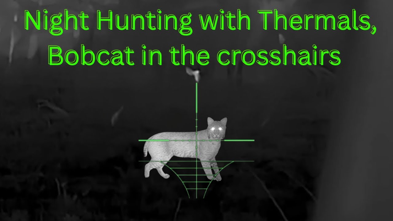 Calling in a big Bobcat, Night Hunt with Thermal and Night Vision Tecnology. #predatorcontrol ...