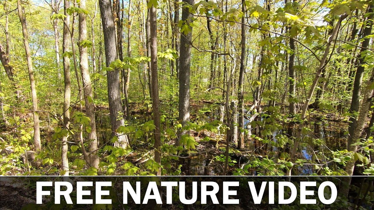 Free Nature Video No Copyright Free Stock Footage - YouTube