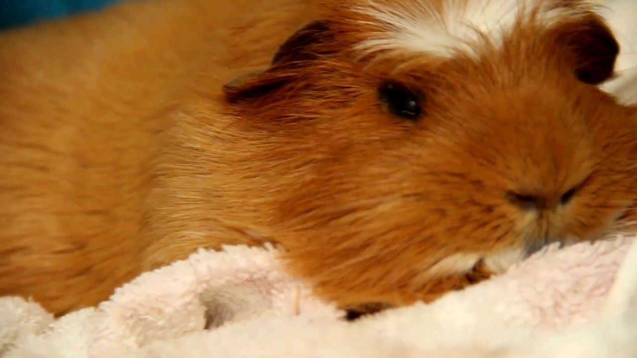 Fluffball the Guinea Pig Mega Yawn - Sleepy Cute Yawning! - YouTube