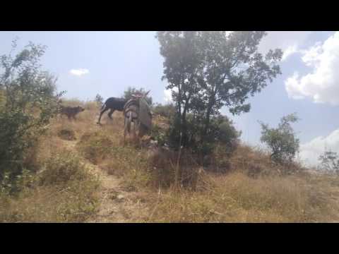 Gülmek garanti ( eşek ve kopek  kapisması.