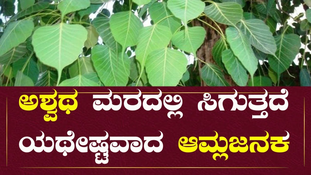 ಅಶ್ವಥ ಮರದಲ್ಲಿ ಸಿಗುತ್ತದೆ ಯಥೇಷ್ಟವಾದ ಆಮ್ಲಜನಕ || Benifits of Ashwatha tree ...