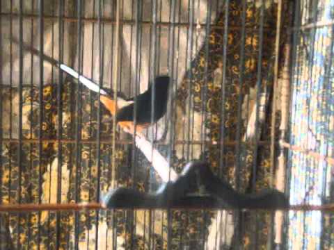 suling emas 1, RRBF - YouTube
