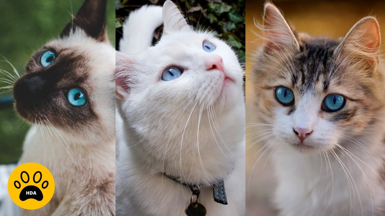 Les Chats Les Plus Beaux Du Monde 👉 Découvrez le Top 10 - YouTube
