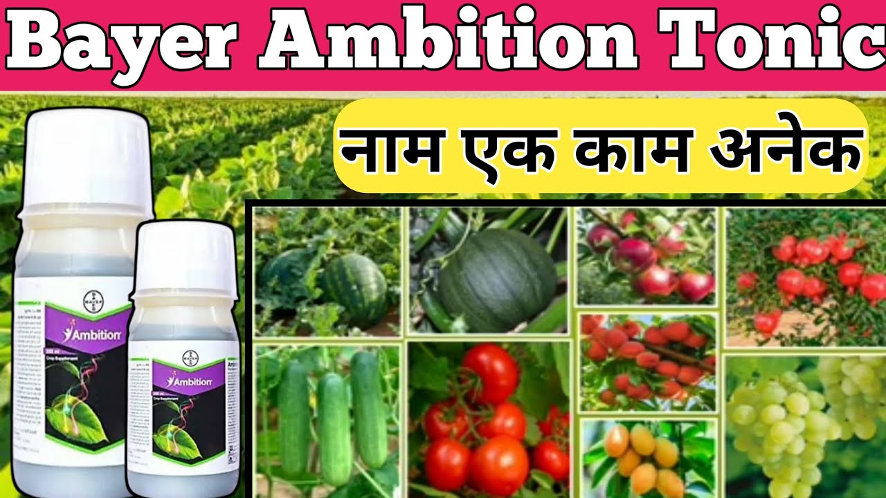 Ambition tonic। bayer Ambition। bayar tonic। ambition pgr। organic ...