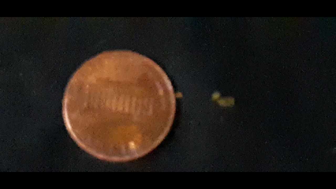 2.47g gold penny 2006 d penny discovered has 2 extra columns any ideas ...