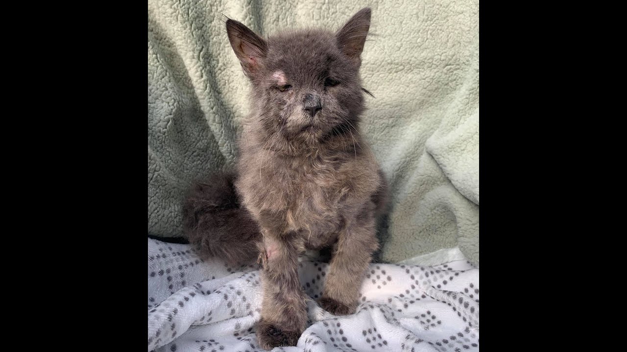 Cat Mixed With Human Face