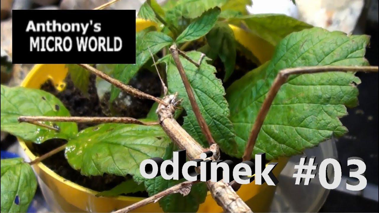 Patyczak rogaty - hodowla #03 - YouTube