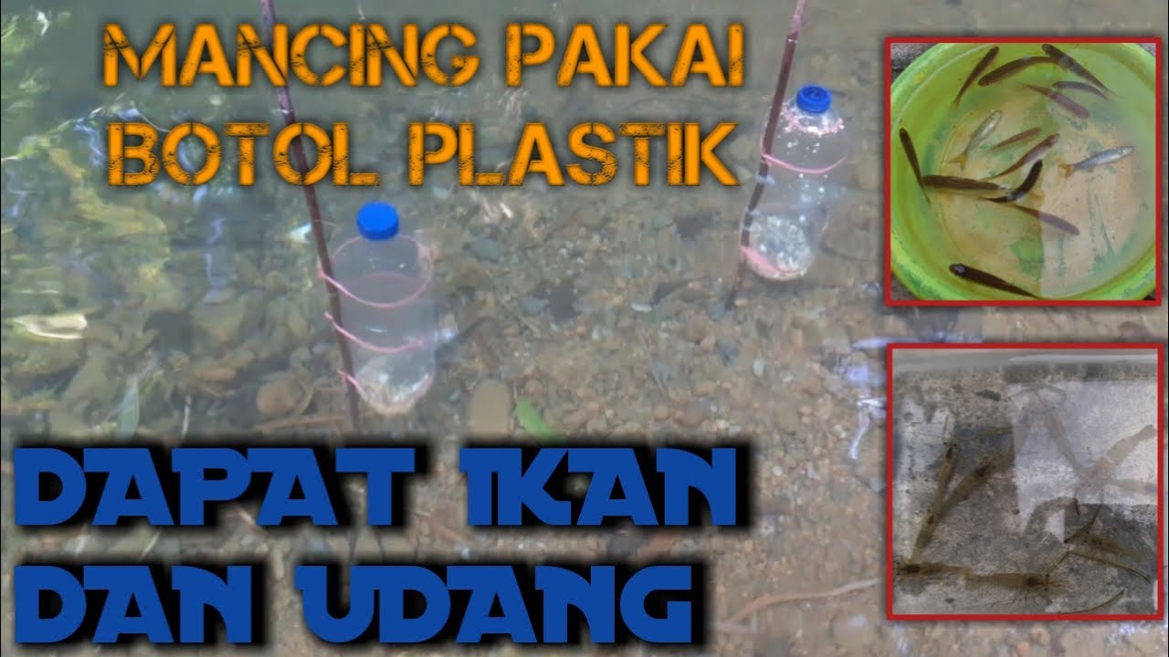 Mancing Pakai Jebakan Botol Plastik, Dapat Ikan dan Udang - YouTube