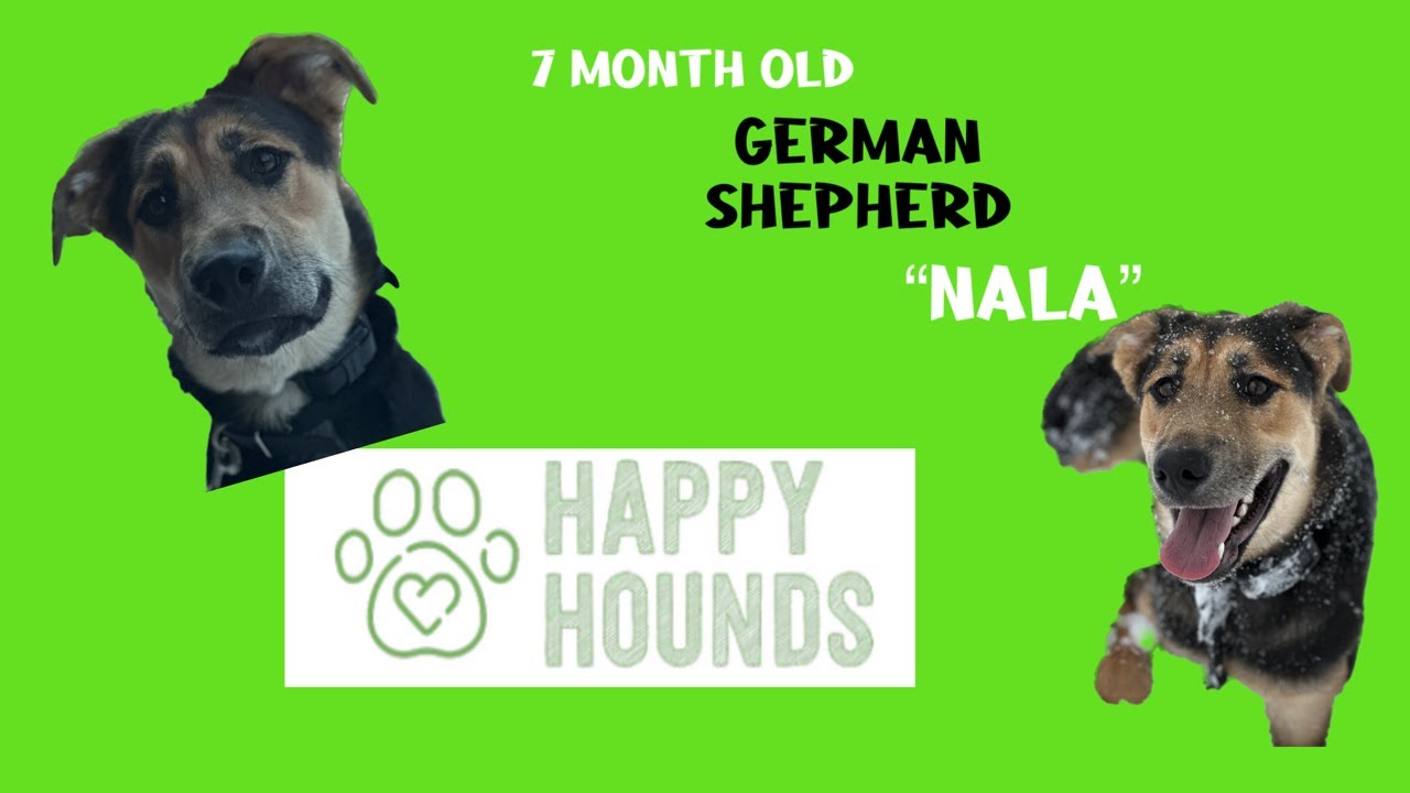 Scared German Shepherd Puppy "Nala" | Training a Nervous Dog | Dog ...