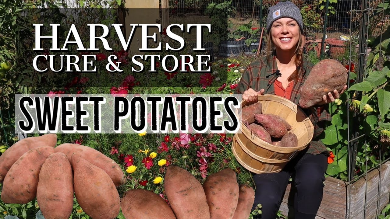 Harvest, Cure and Store Sweet Potatoes at Home - YouTube