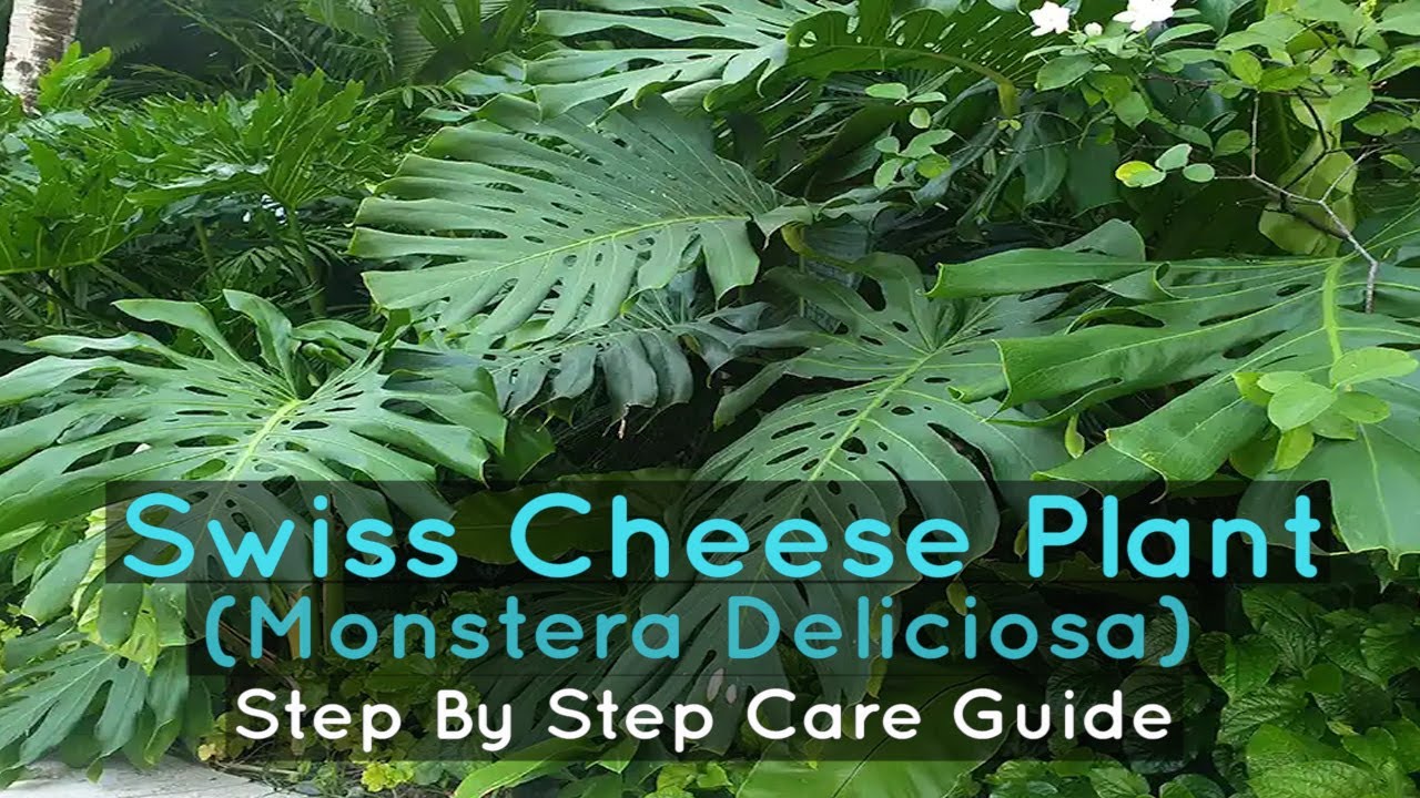 Swiss Cheese Weed Plant
